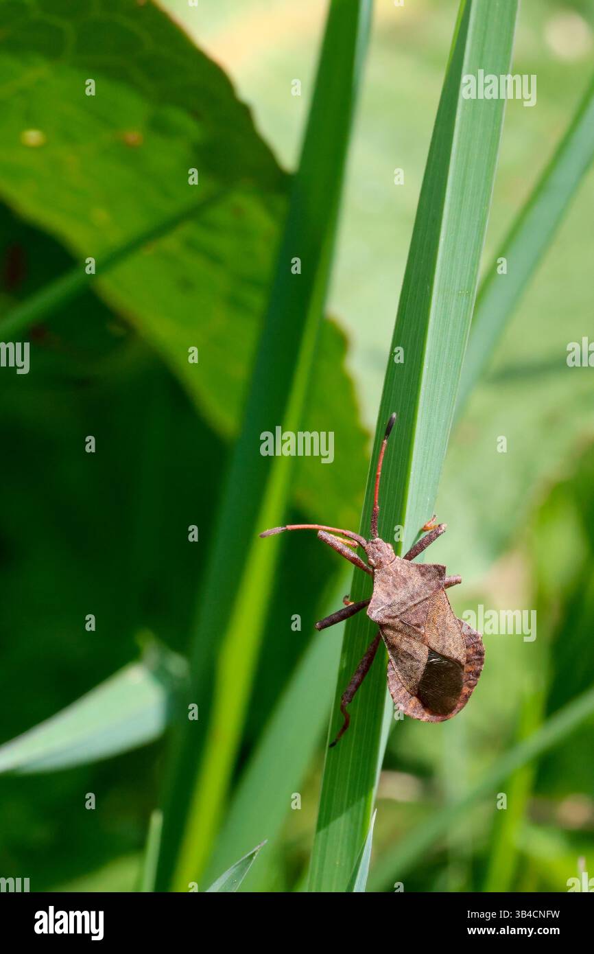 brown shield bug like red legged variety stippled with tiny dots reddish legs and antennae wide ...