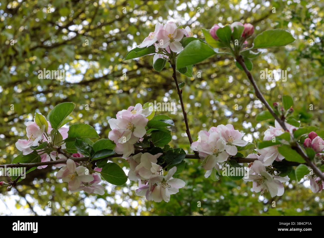 Apple tree blossom sweet scented fragrance with white and pink petal ...