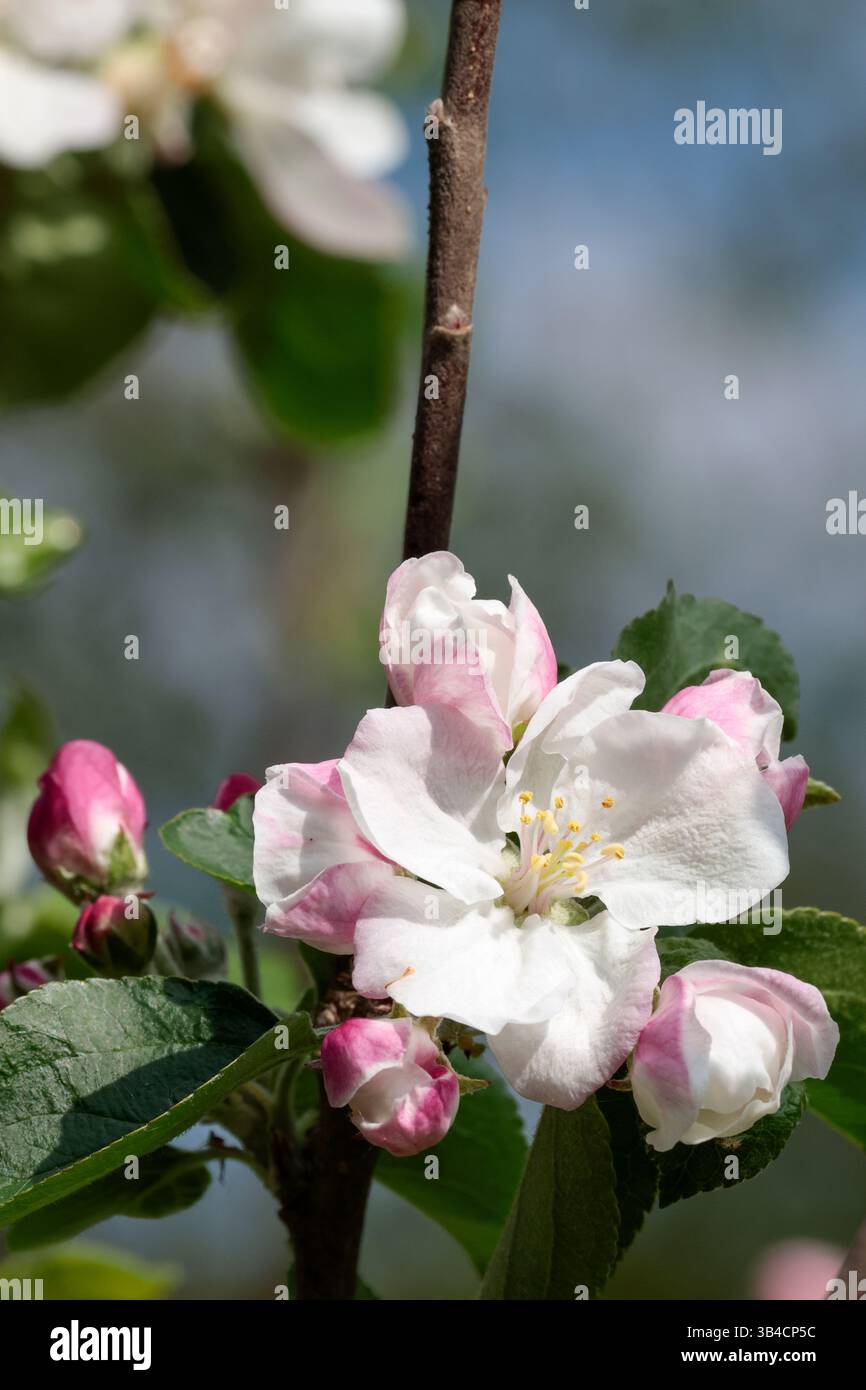 Apple tree blossom sweet scented fragrance with white and pink petal ...