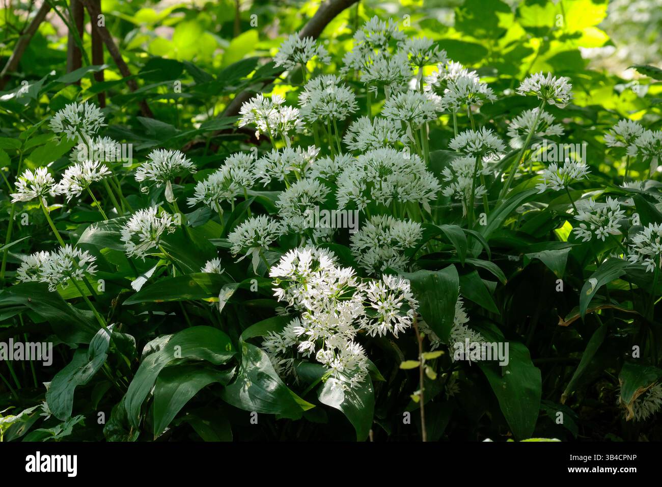Wild garlic Allium ursinum spring flowering native UK wild plant ...