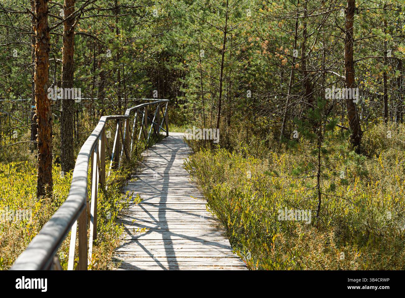 Forest walk therapy walkway through serene pine woods Stock Photo - Alamy