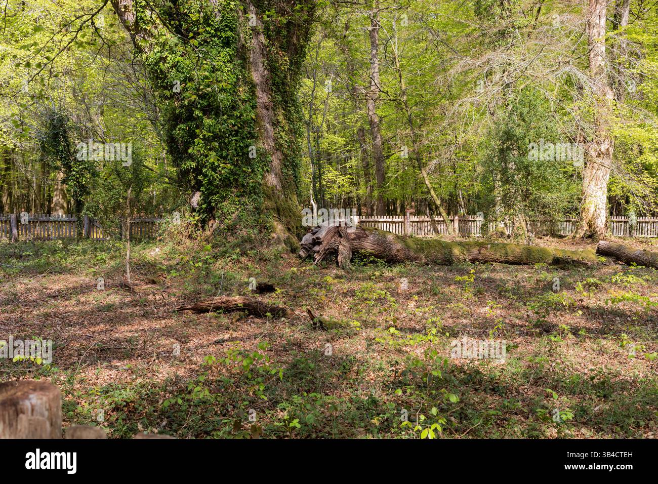 The Knightwood Oak, one of the oldest trees in the New Forest ...
