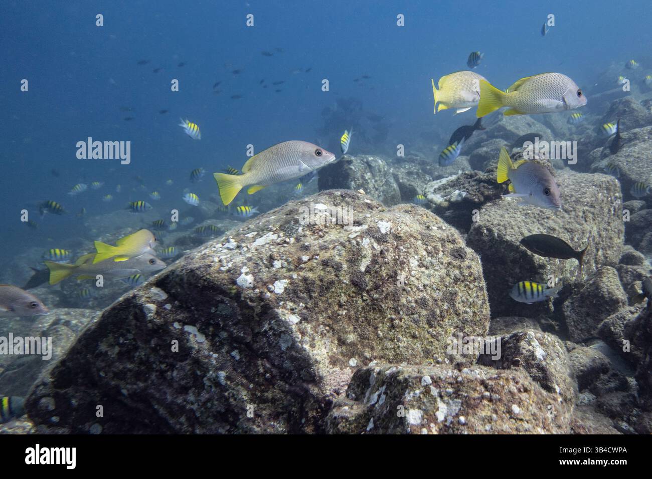 Underwater view of yellow tailed fish at the bottom of the rocky ocean ...