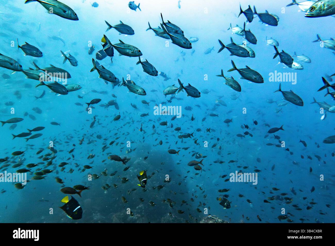 Underwater view of a school of fish swimming in the ocean, Soná ...