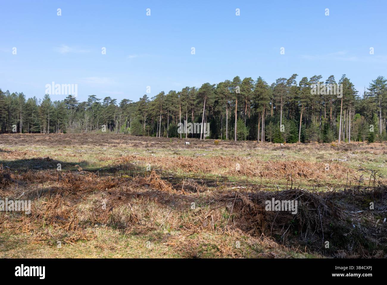 Knightwood Inclosure in the New Forest, Hampshire, England UK Stock ...