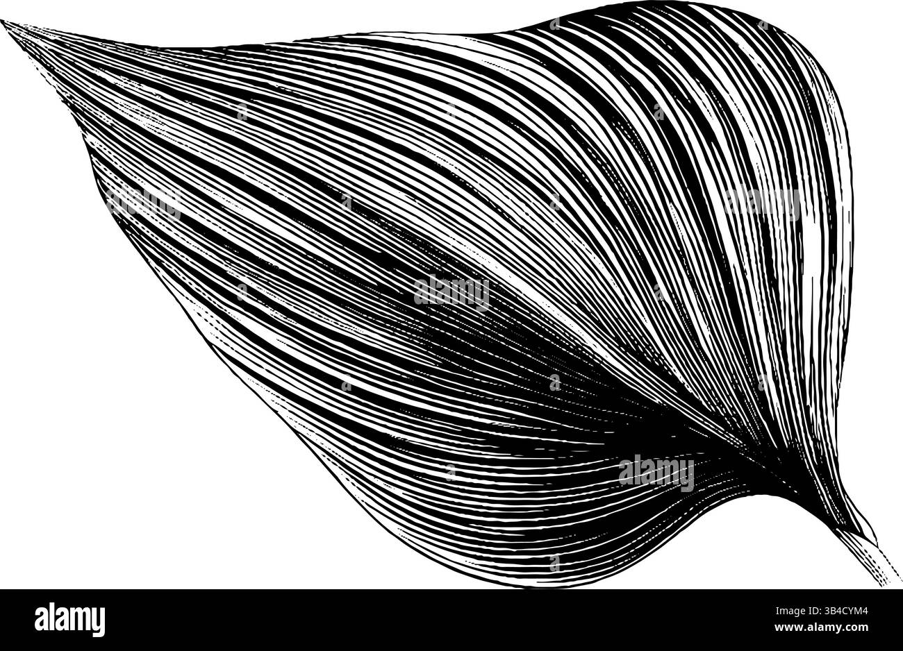 Bold engraved illustration of stylized leaf with black lines for design ...