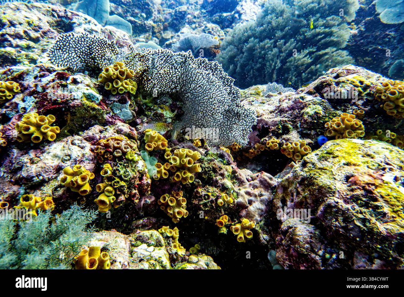 Underwater view of aquatic plants, also referred to as hydrophytes, at ...