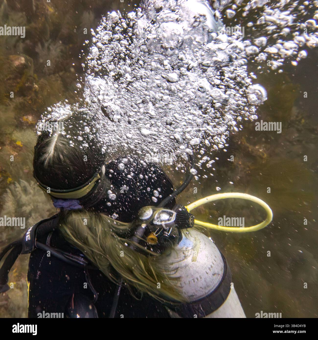 Overhead view of bubbles surfacing from a of scuba diver below the ...