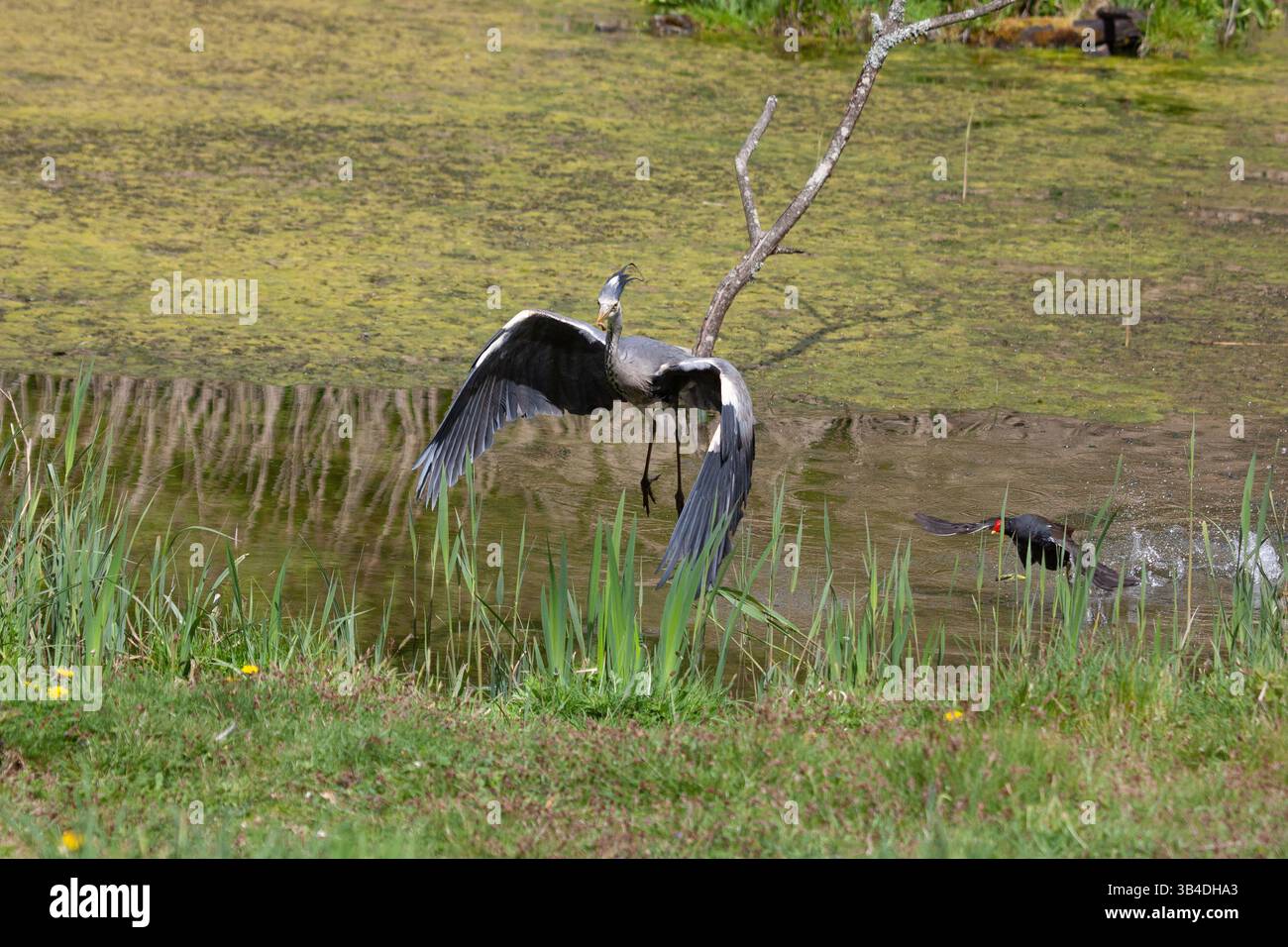 Grey heron and moorhen hi-res stock photography and images - Alamy