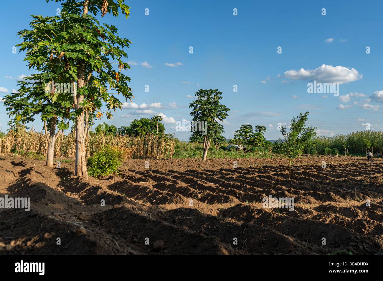Papaya Trees and Dried Corn Crops in African Farmland under Blue Sky Stock Photo - Alamy