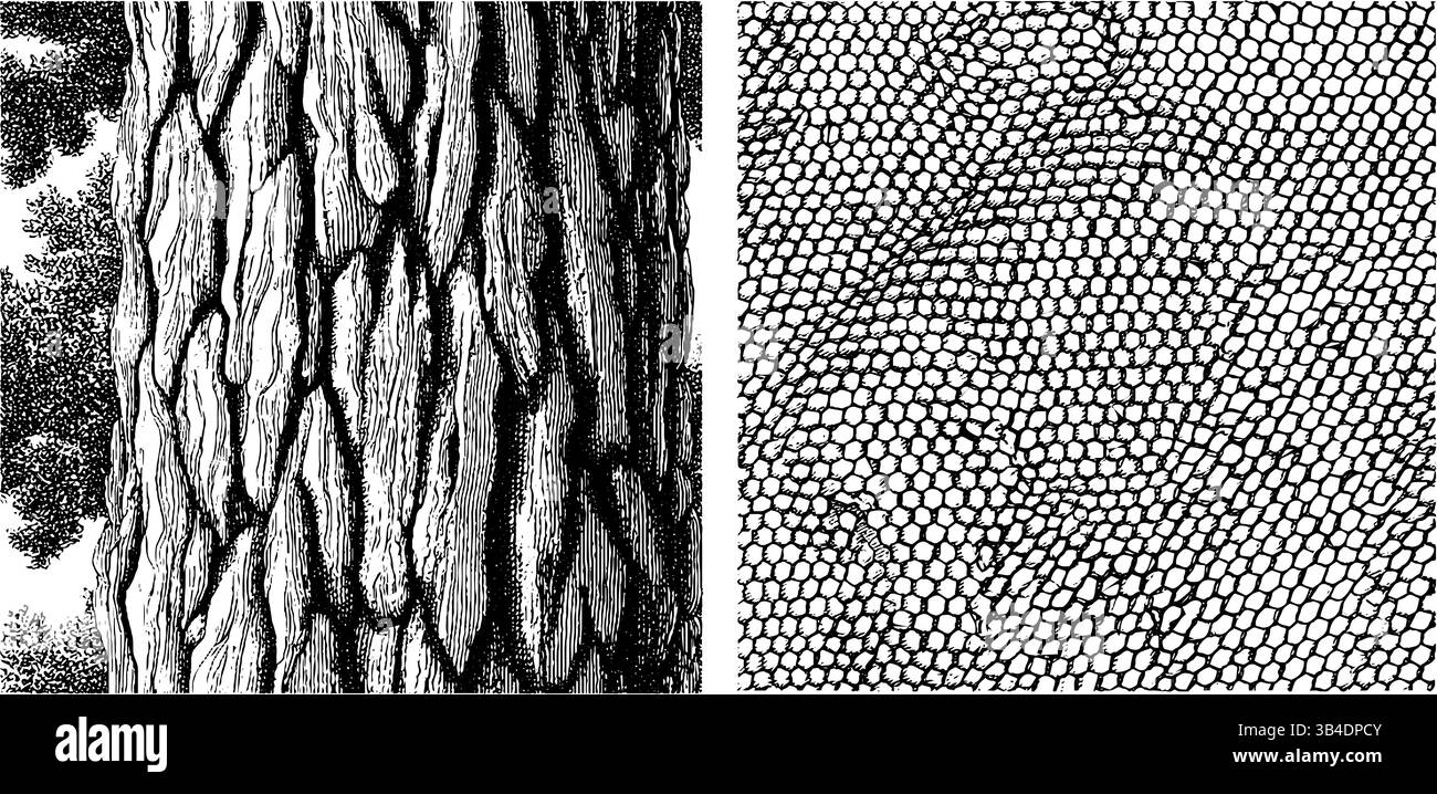 Detailed engraved illustrations of tree bark and chainmail textures for ...