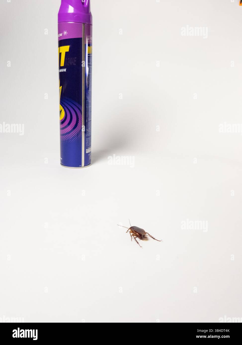 Insecticide spray can and a cockroach on a plain white background Stock ...