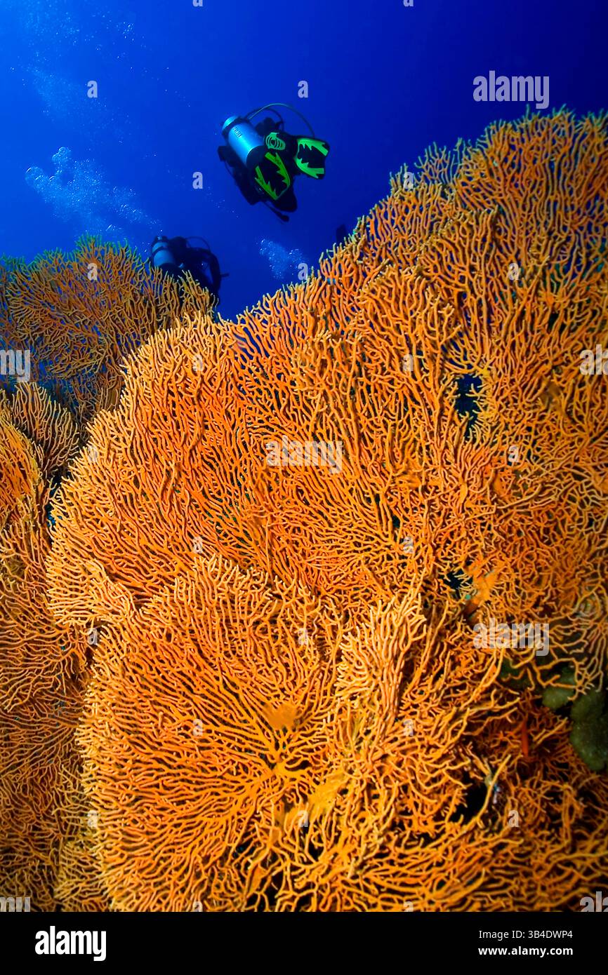 Sea Fan, Sea Whips, Reef Building Corals, Coral Reef, Red Sea, Egypt ...