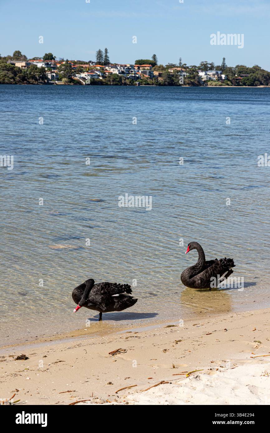 Black swans at Point Walter (Dyoondalup) on the Swan River, Perth ...