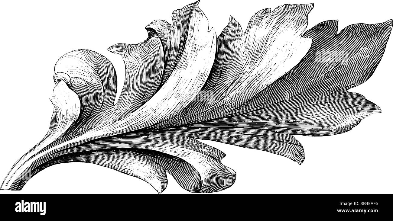 Elegant engraved illustration of scrolling leaf design for artistic ...
