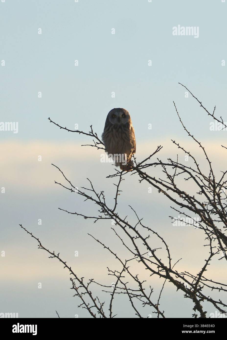 Owl salisbury plain hi-res stock photography and images - Alamy