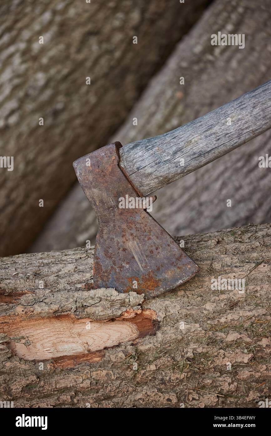 Ax in a log after cutting the bark while chopping wood Stock Photo - Alamy
