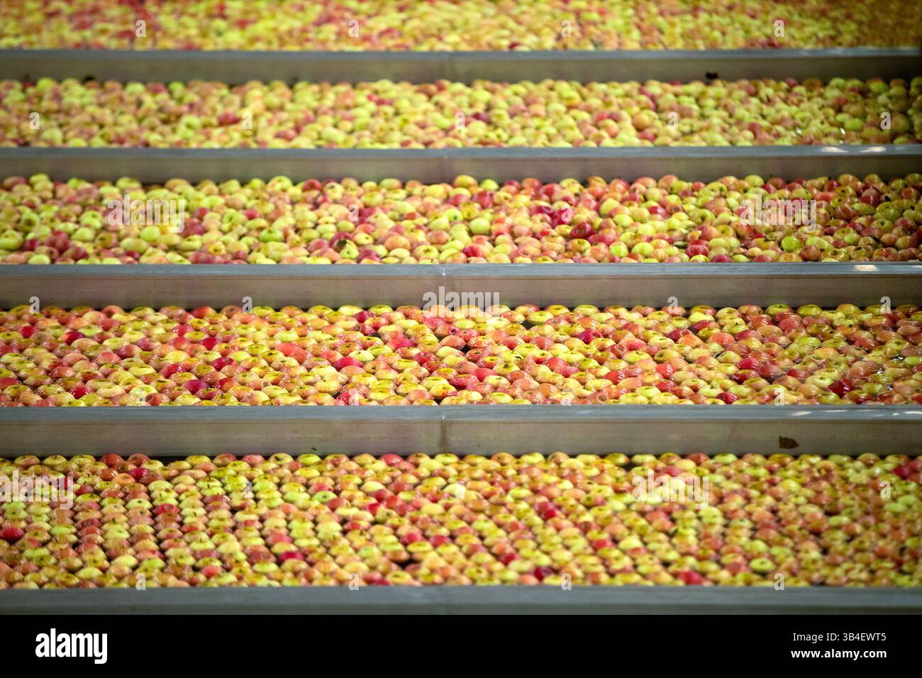 21/10/21 Apples are floated around giant sorting tanks at the orchard ...