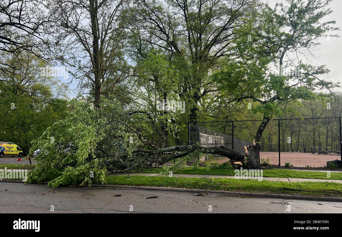 Fallen trees from the stormy weather in Regent Square in Pittsburgh ...