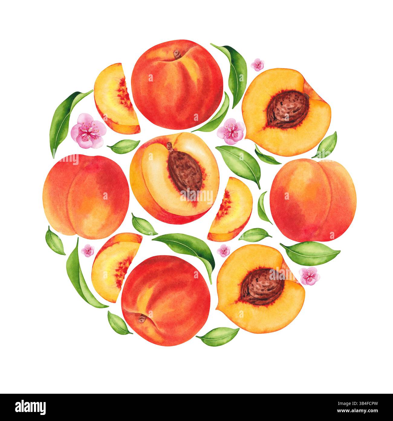 Circle set of peach fruits, leaves and flowers watercolor illustration ...