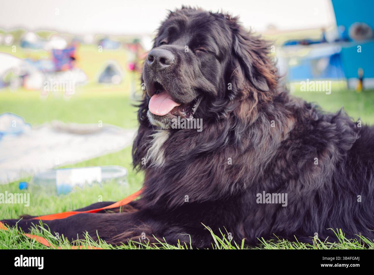Dog newfoundland puppy black white hi-res stock photography and images ...
