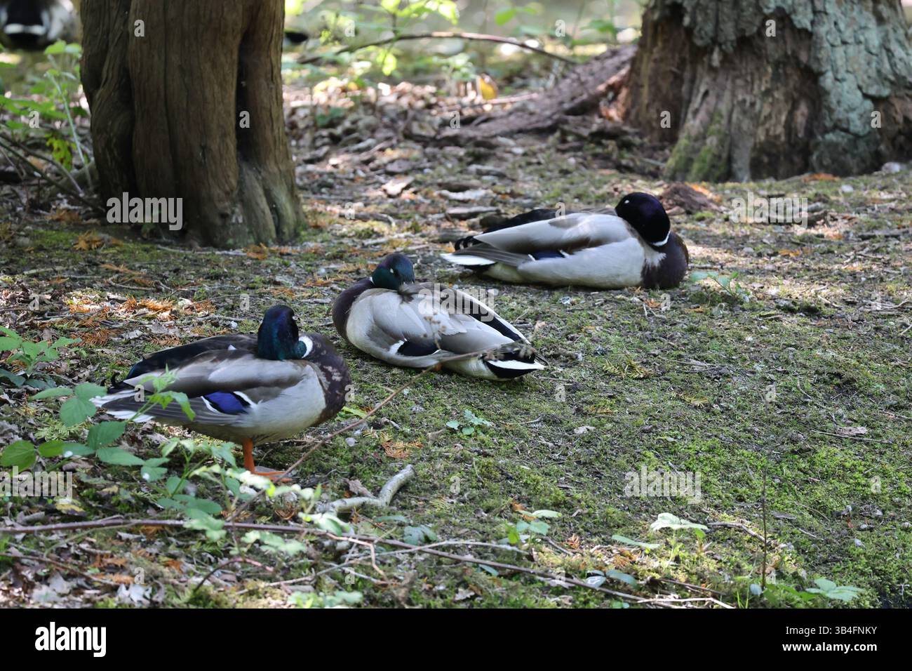 LONDON, ENGLAND - APRIL 30 2025: Diving ducks at Highams Park Lake is ...