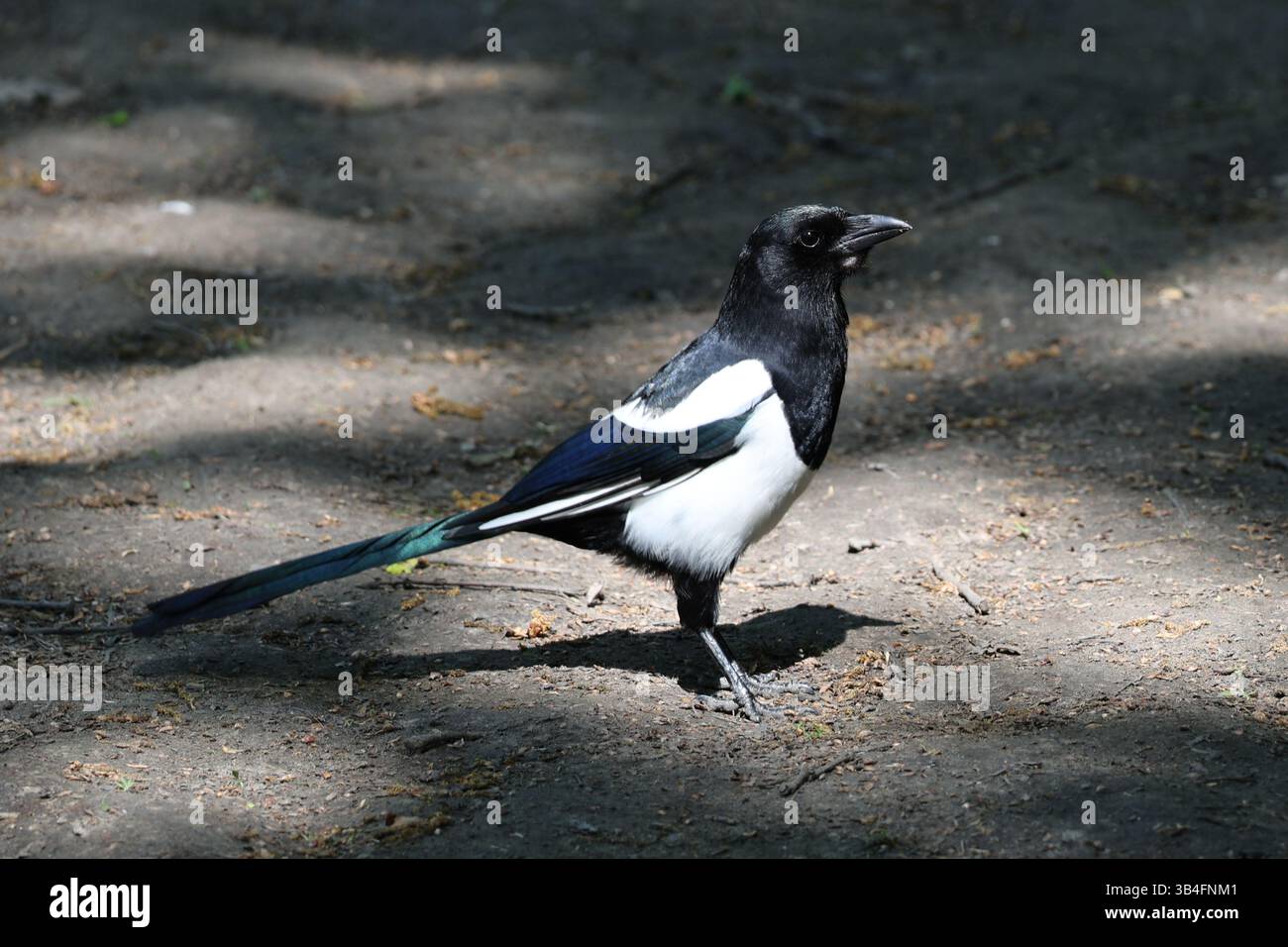 LONDON, ENGLAND - APRIL 30 2025: Eurasian magpie at Highams Park Lake ...