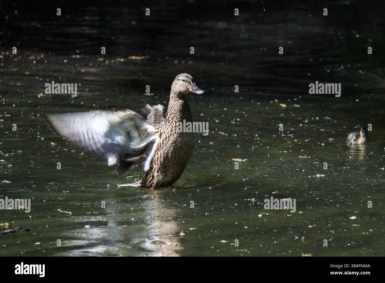 LONDON, ENGLAND - APRIL 30 2025: Gray Mallard and Ducklings at Highams ...