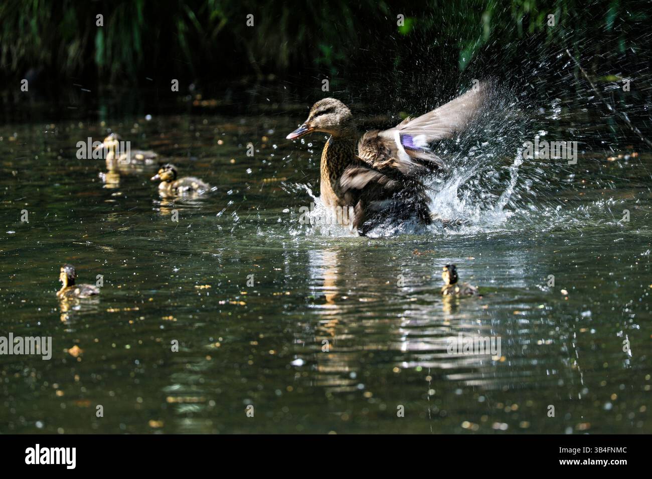 LONDON, ENGLAND - APRIL 30 2025: Gray Mallard and Ducklings at Highams ...