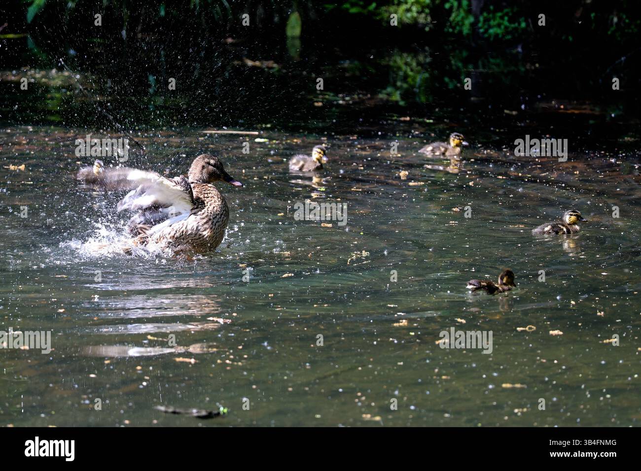 LONDON, ENGLAND - APRIL 30 2025: Gray Mallard and Ducklings at Highams ...