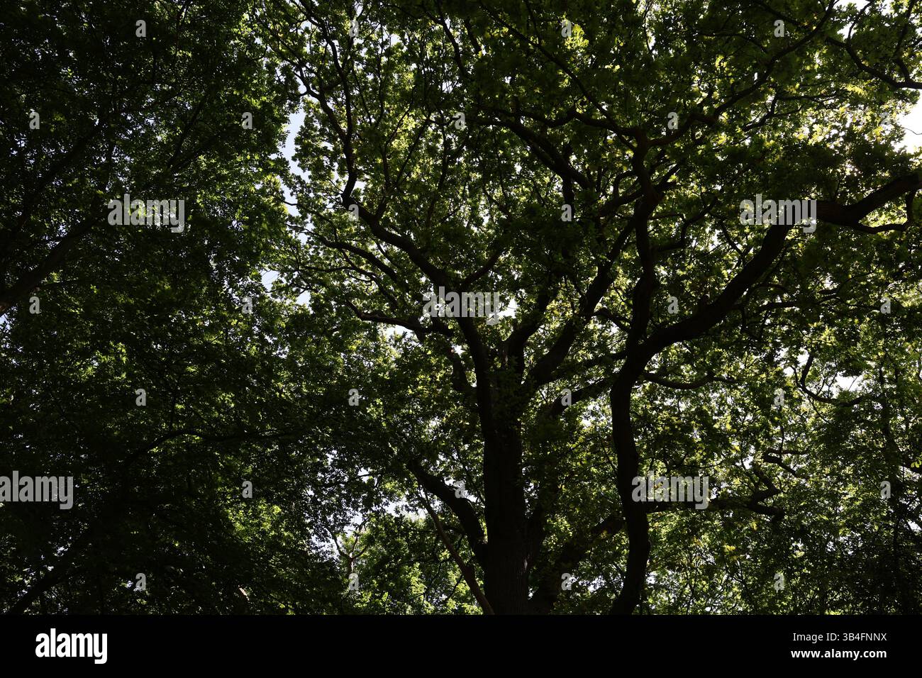 LONDON, ENGLAND - APRIL 30 2025: Highams Park Lake is one of the ...