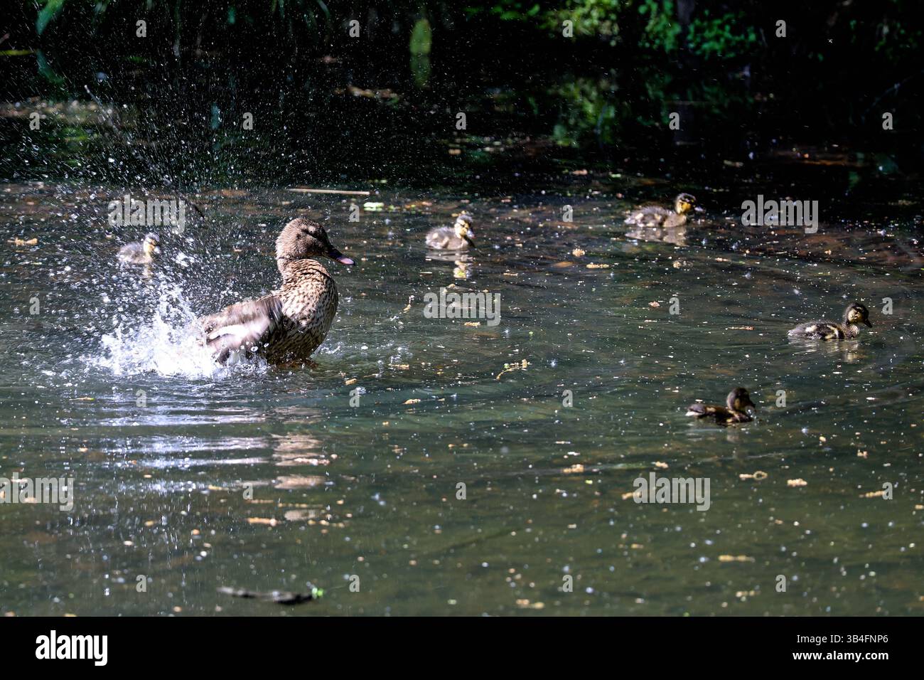 LONDON, ENGLAND - APRIL 30 2025: Gray Mallard and Ducklings at Highams ...