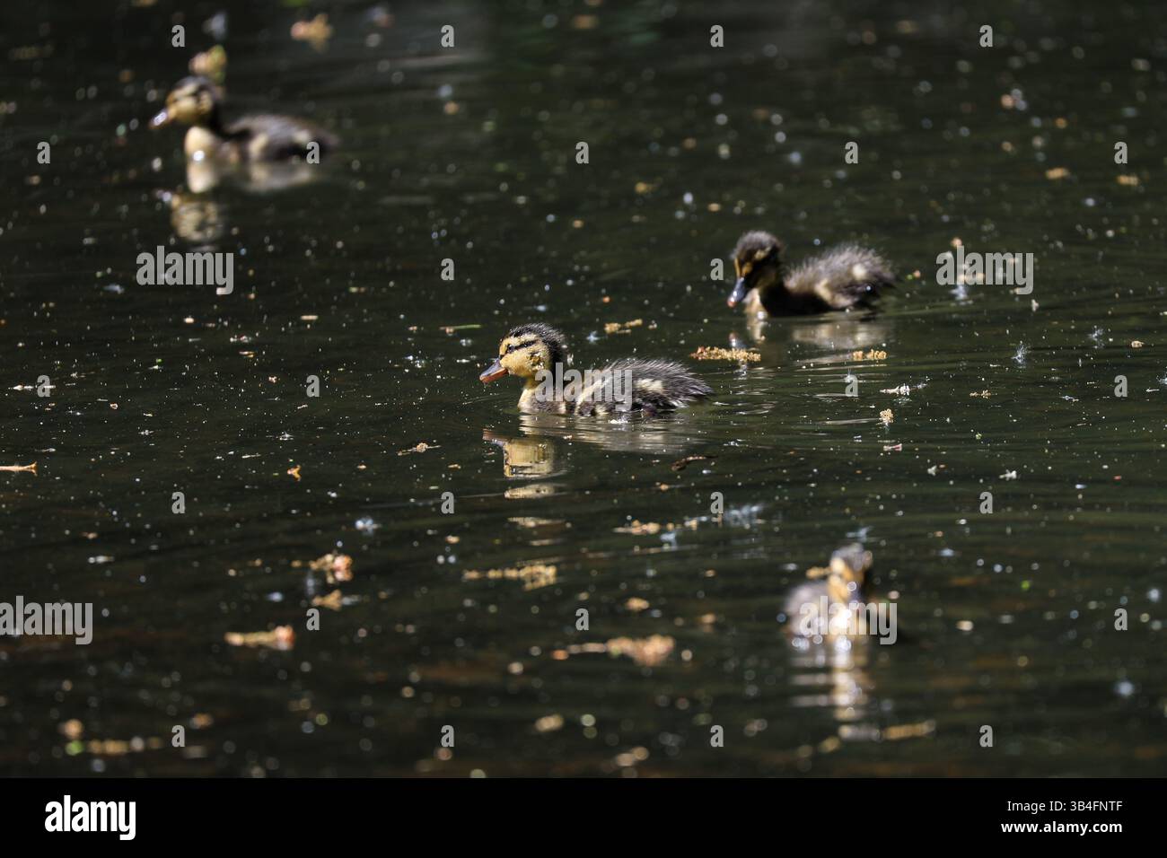 LONDON, ENGLAND - APRIL 30 2025: Gray Mallard and Ducklings at Highams ...