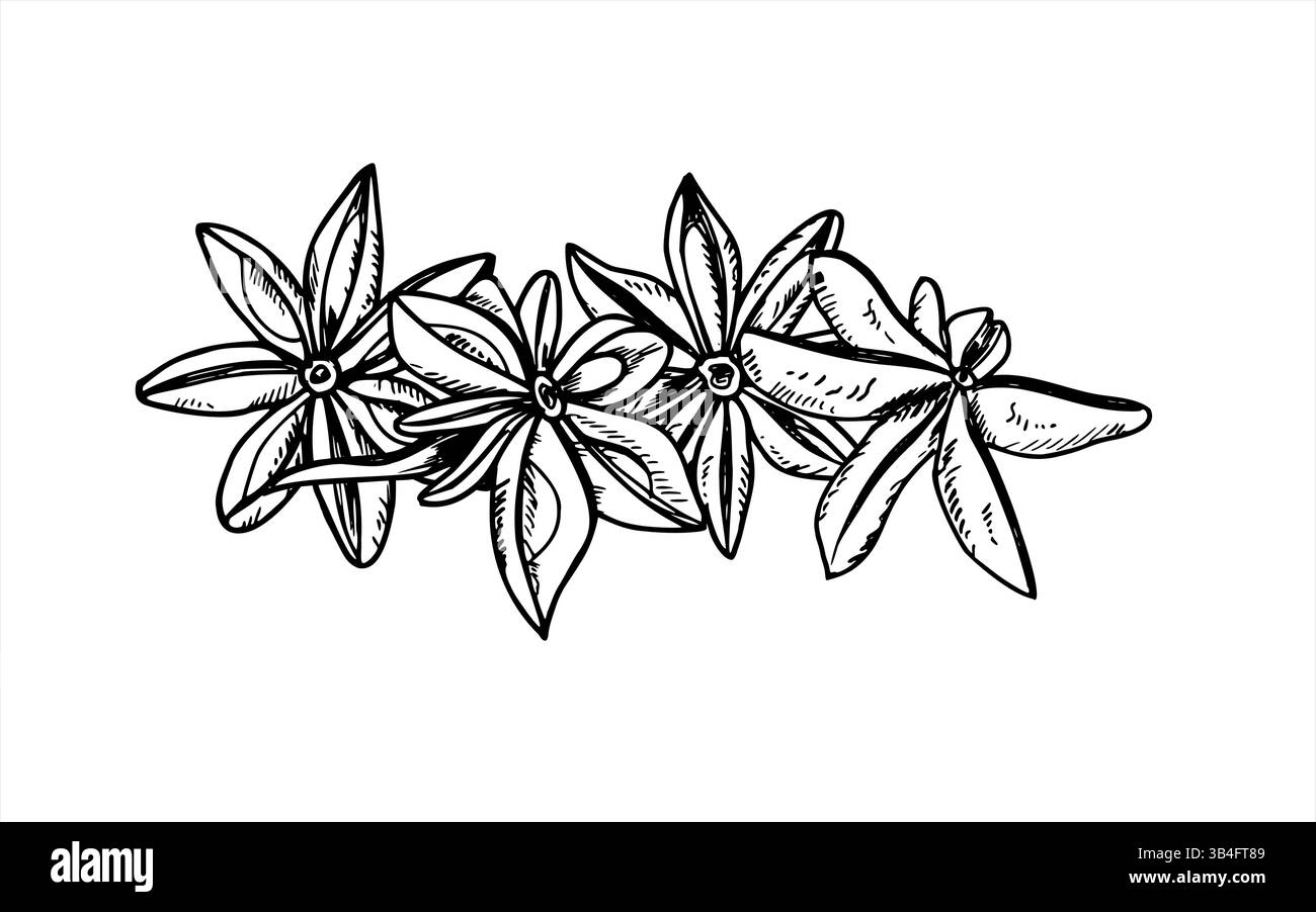 Star Anise seed pile vector black and white drawing. Monochrome dried ...