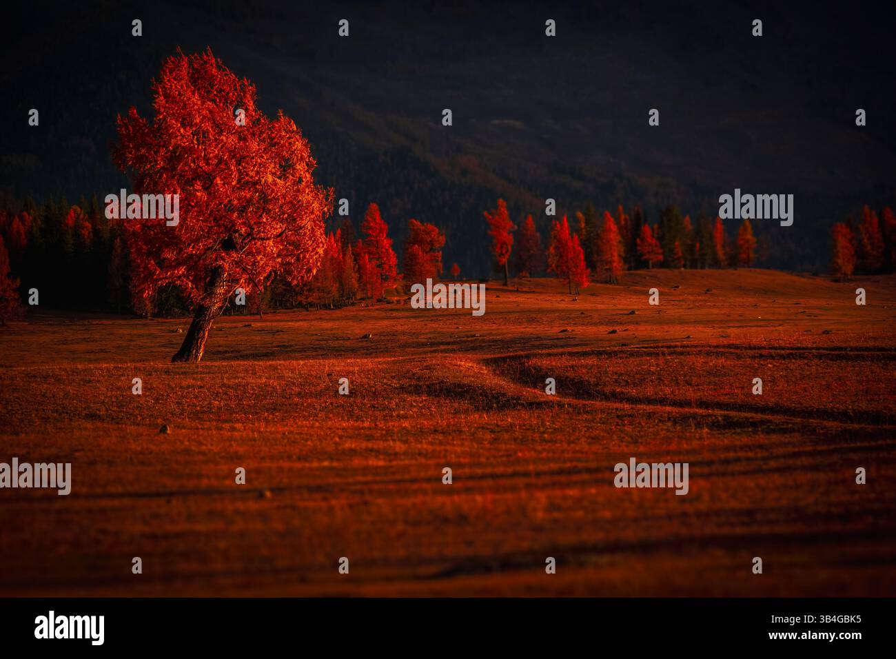 Serene autumn scenery featuring golden trees in a hilly landscape ...