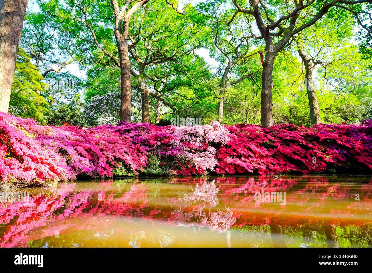 London, UK. 30th April, 2025. A general view of the flowering azaleas ...