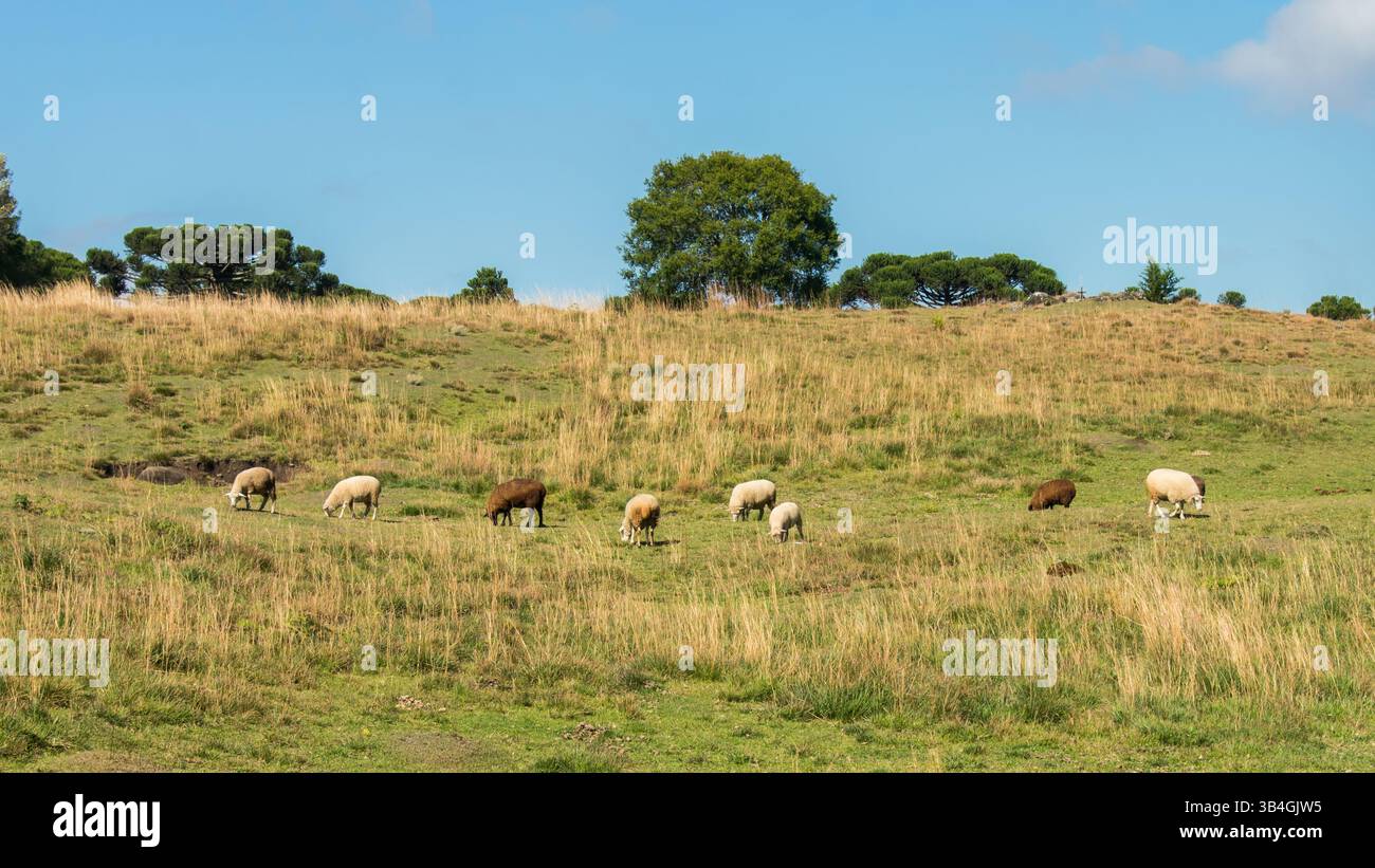 Animal da mata atlantica hi-res stock photography and images - Alamy