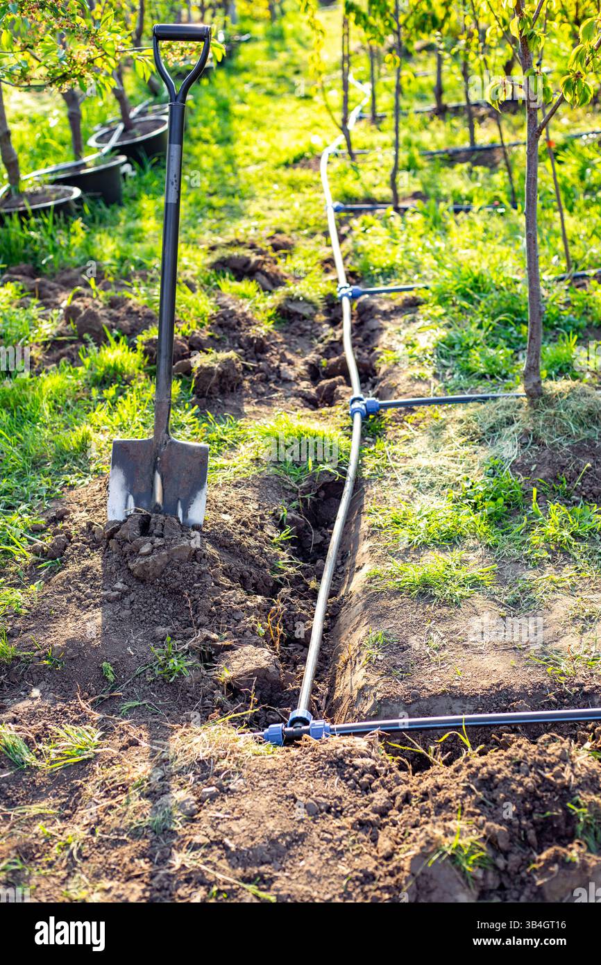 Installation of drip irrigation in the garden. Drip irrigation pipes on ...