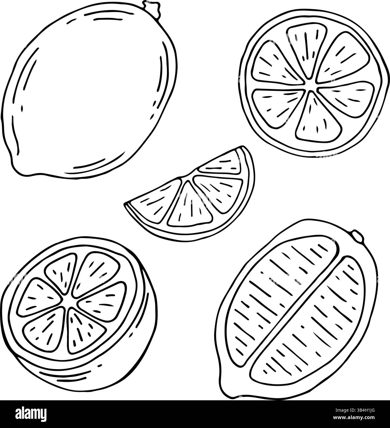 Hand drawn lemon fruits. Sketch style vector botanical illustration ...