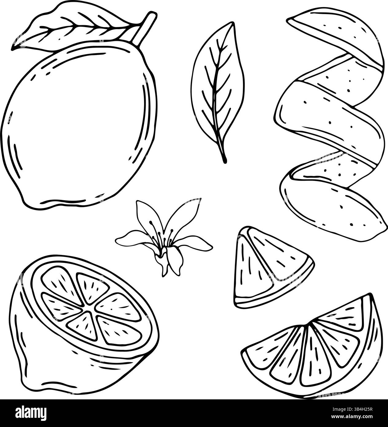Hand drawn outline whole lemon with peel and natural fruit cut into ...