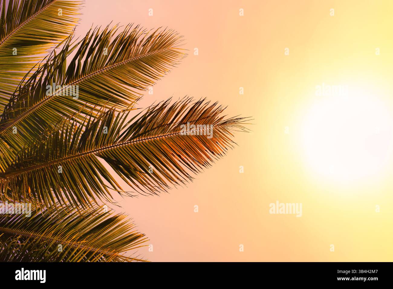 Palm tree beautiful sunset hi-res stock photography and images - Alamy