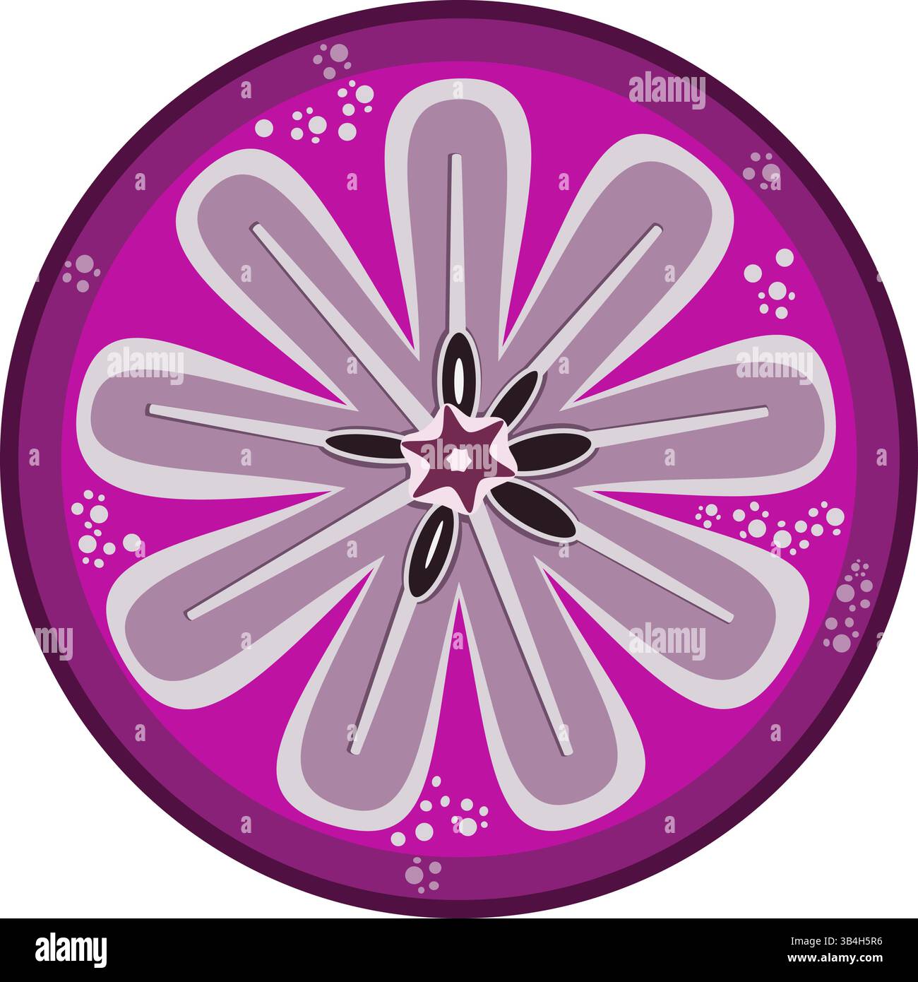 Star apple slice tropical fruit vector illustration Stock Vector Image ...