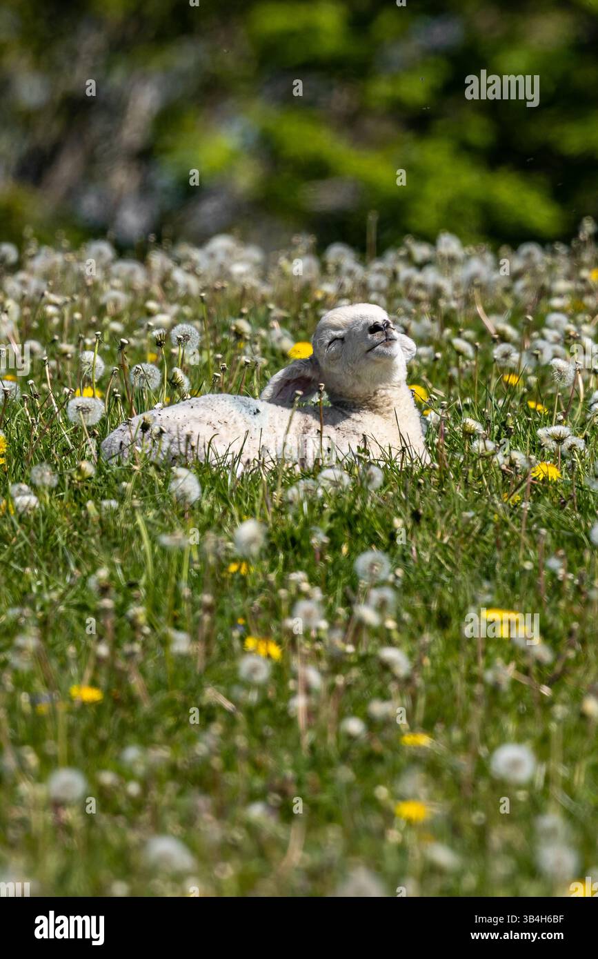 Lamb lying down hi-res stock photography and images - Alamy