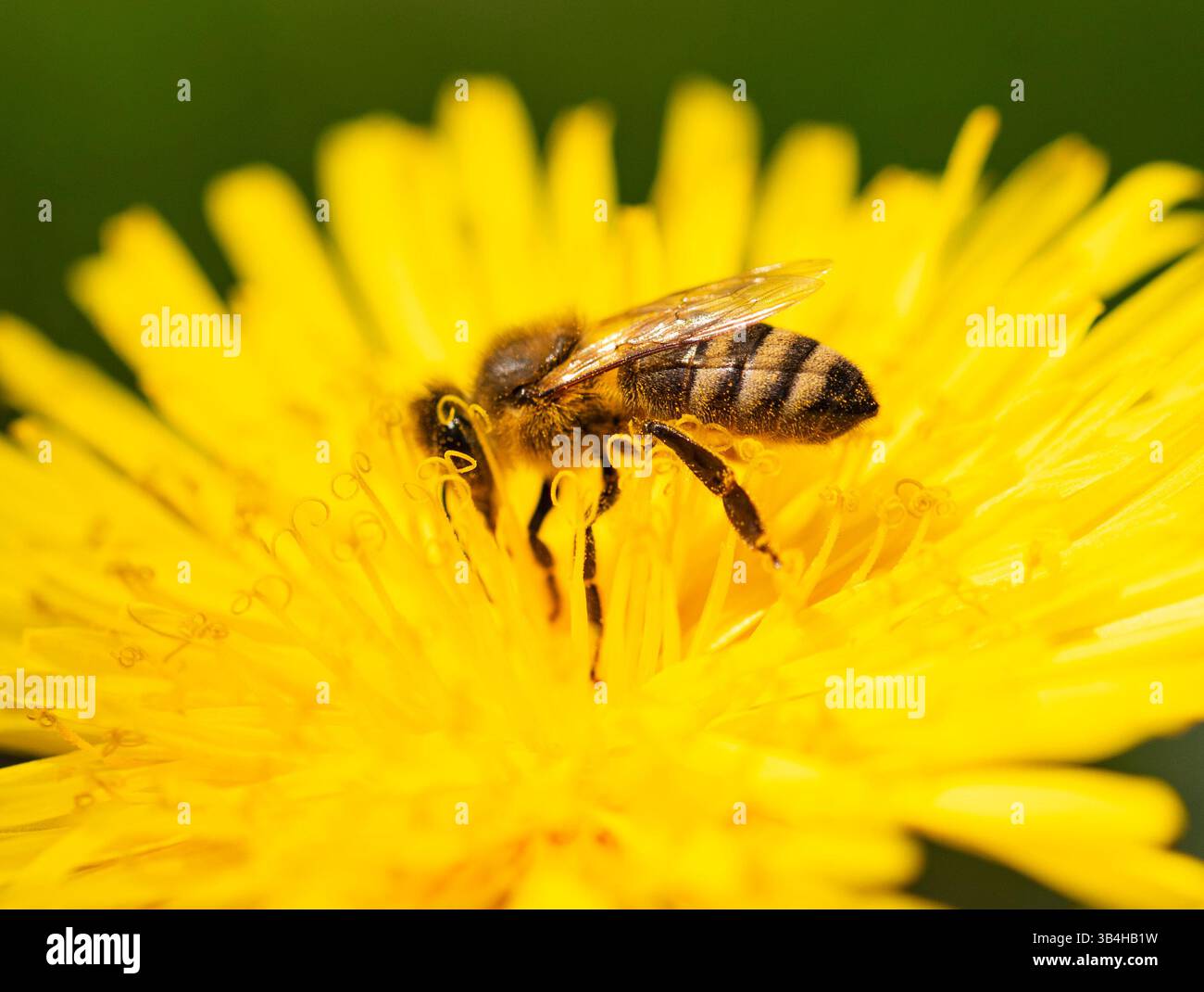 The image shows a bee on a flower, serving as a pollinator. The photo ...