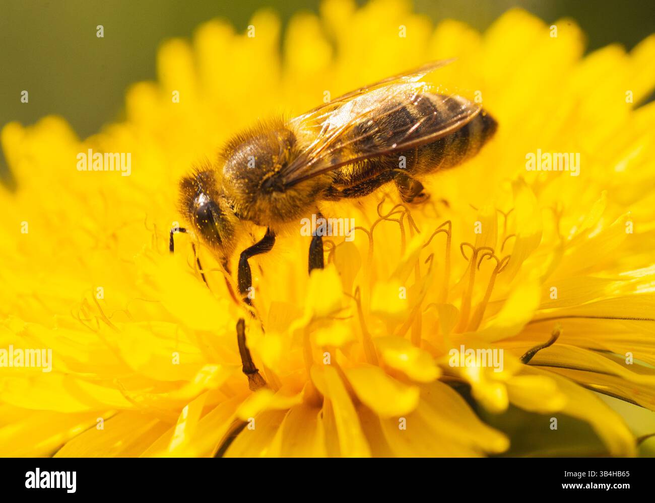 The image shows a bee on a flower, serving as a pollinator. The photo ...