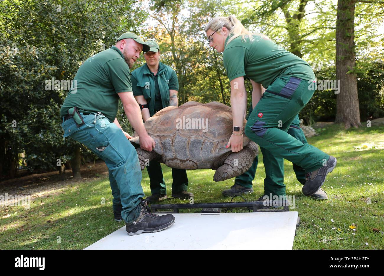 30.04.2025, xcex, GER, Hamburg, Hagenbecks Tierpark, Aldabra ...