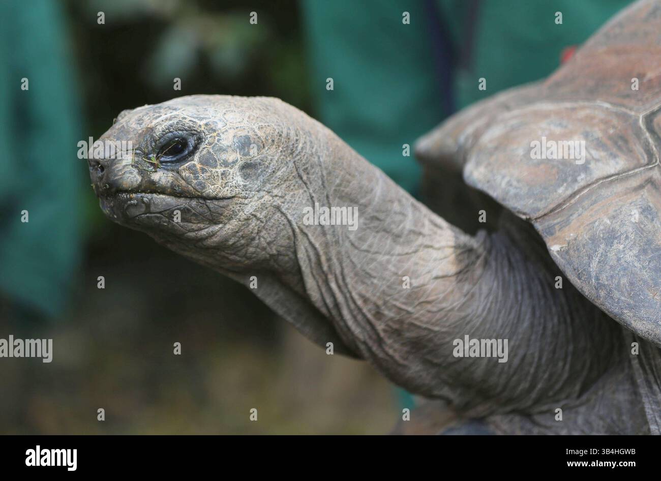 30.04.2025, xcex, GER, Hamburg, Hagenbecks Tierpark, Aldabra ...