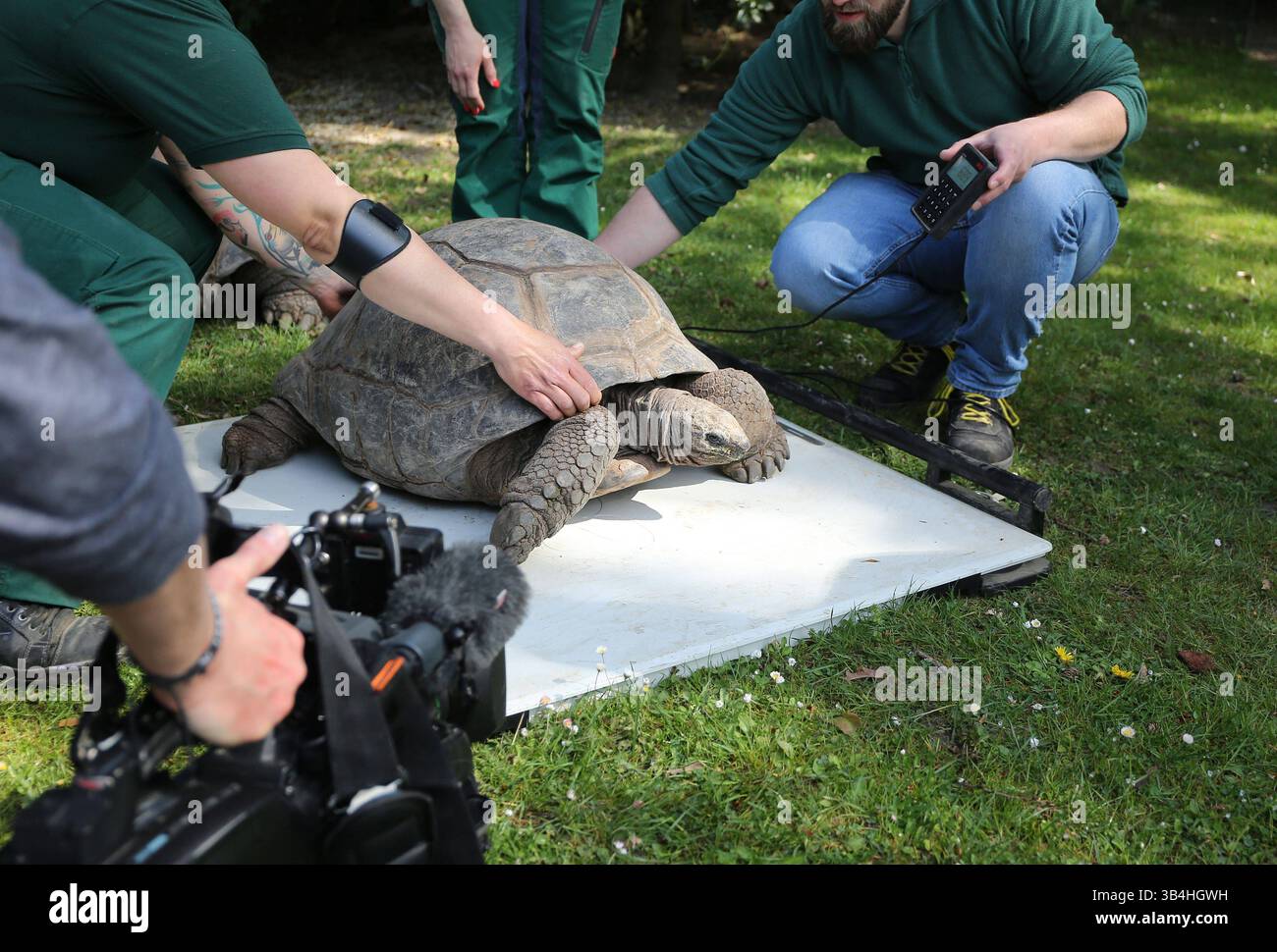 30.04.2025, xcex, GER, Hamburg, Hagenbecks Tierpark, Aldabra ...