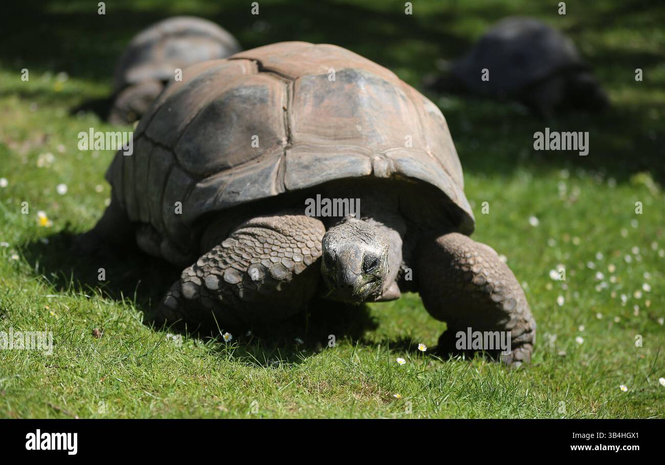 30.04.2025, xcex, GER, Hamburg, Hagenbecks Tierpark, Aldabra ...