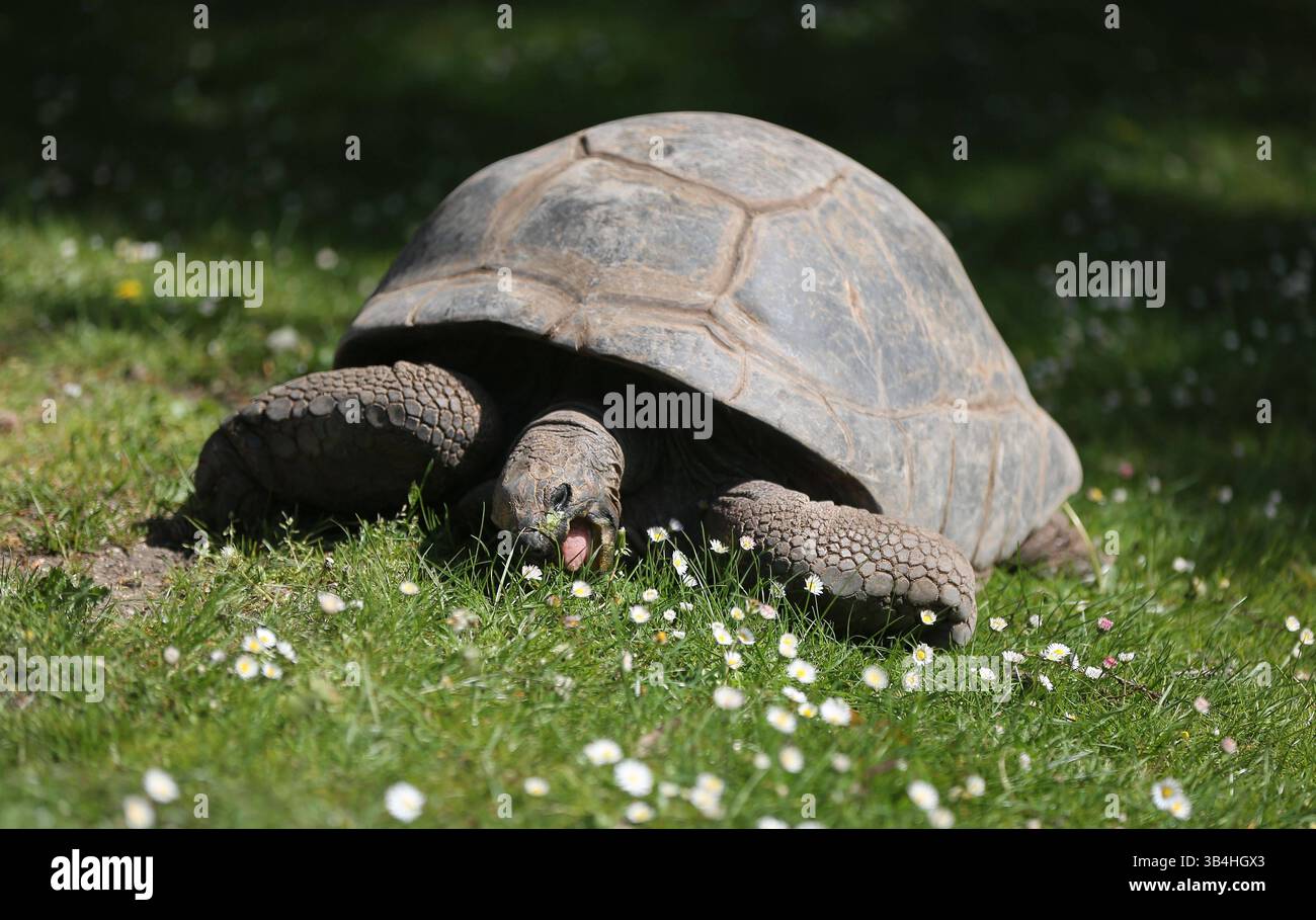 30.04.2025, xcex, GER, Hamburg, Hagenbecks Tierpark, Aldabra ...